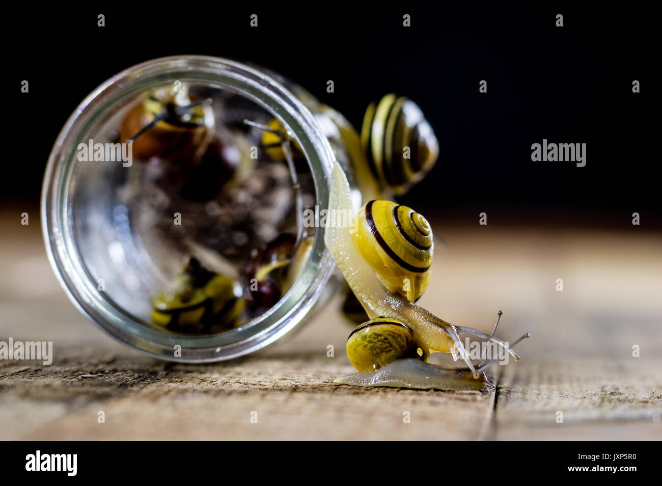 Colorful snails big and small in a glass jar. Wooden table, black ...