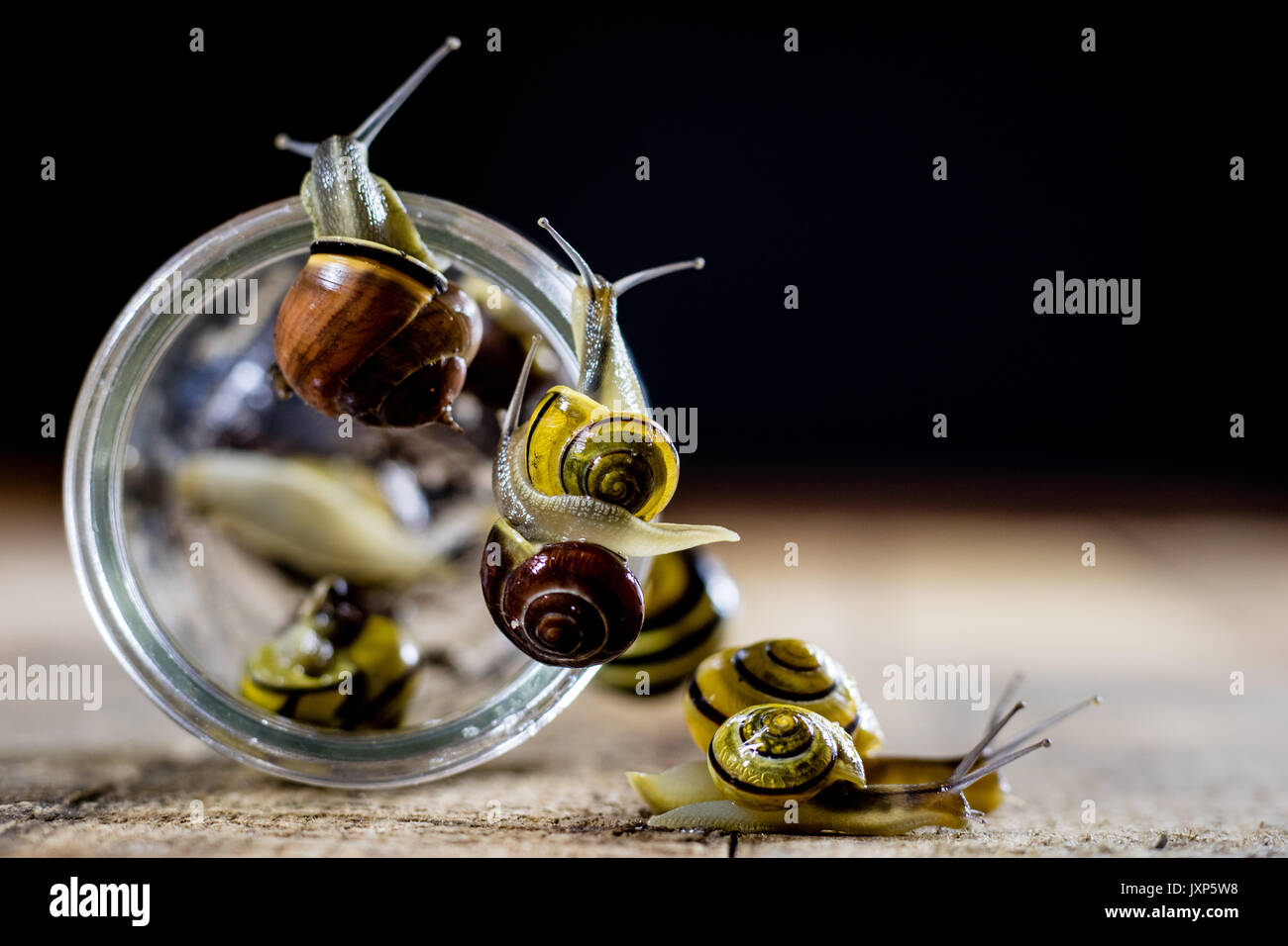 Colorful snails big and small in a glass jar. Wooden table, black ...
