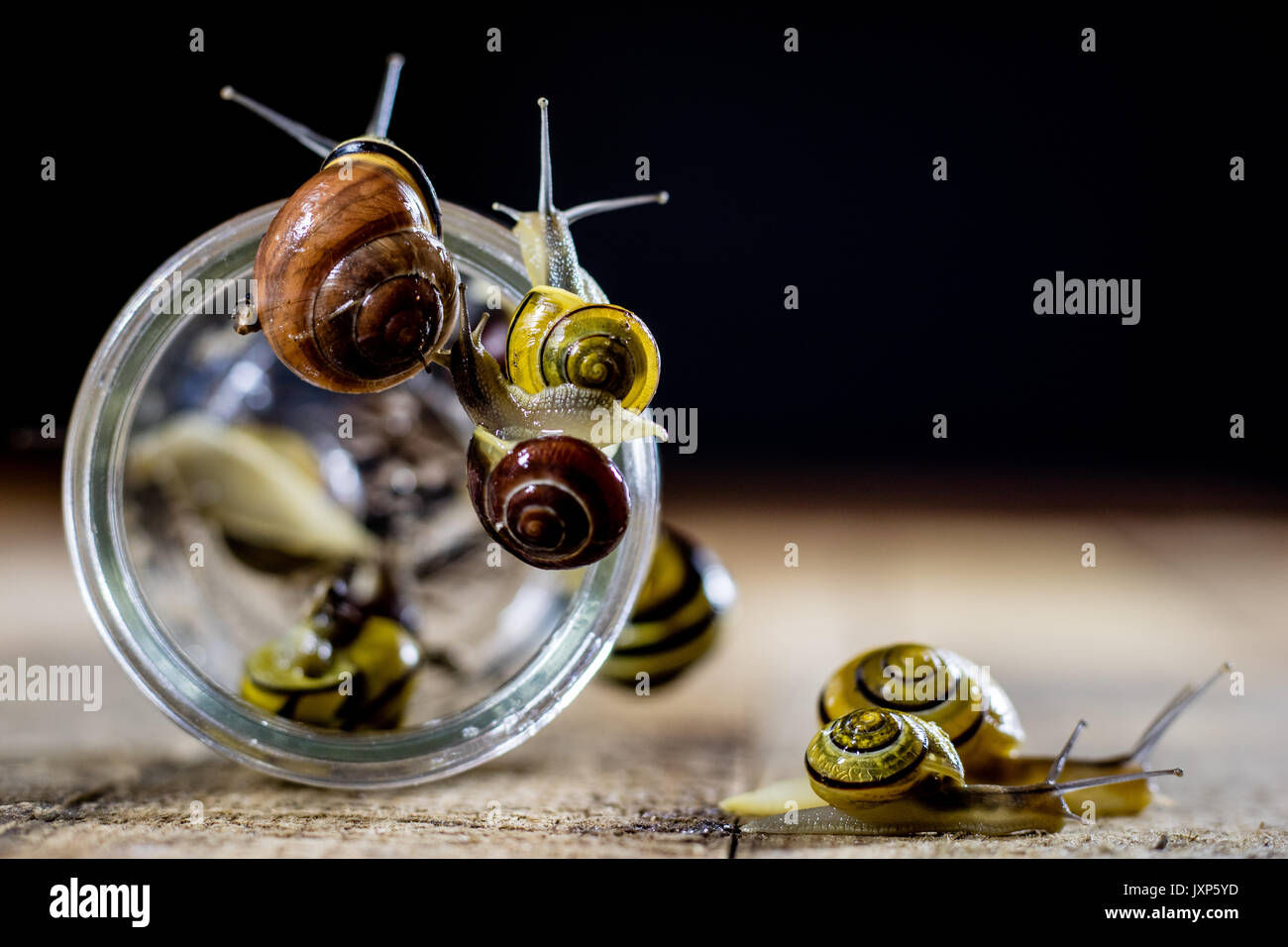Colorful snails big and small in a glass jar. Wooden table, black ...