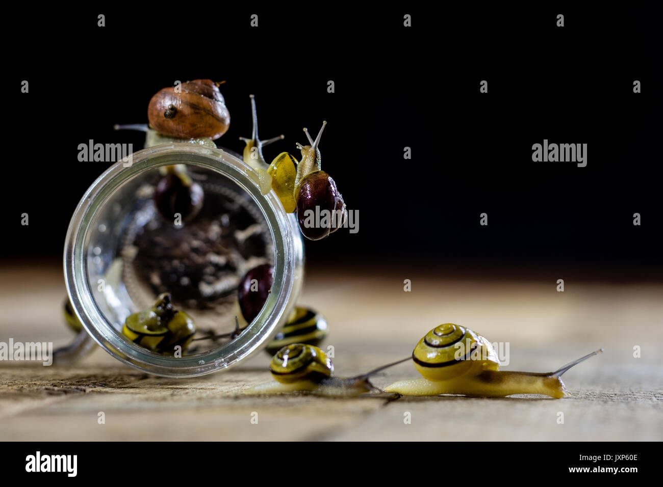 Colorful snails big and small in a glass jar. Wooden table, black ...