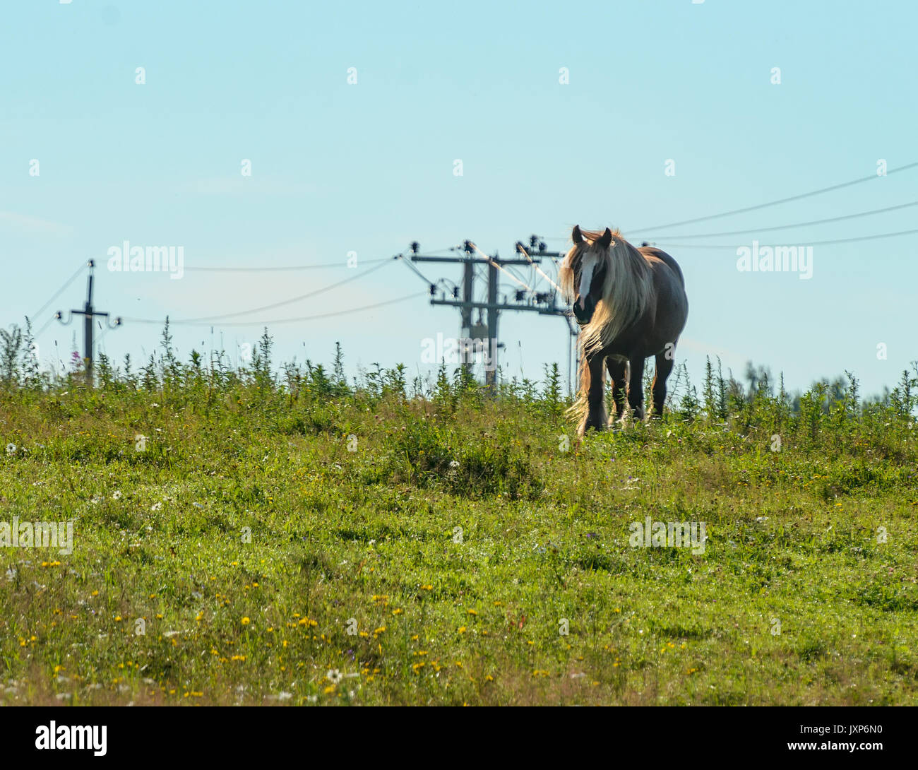 Horse on open pasture. Leningrad oblast Stock Photo - Alamy