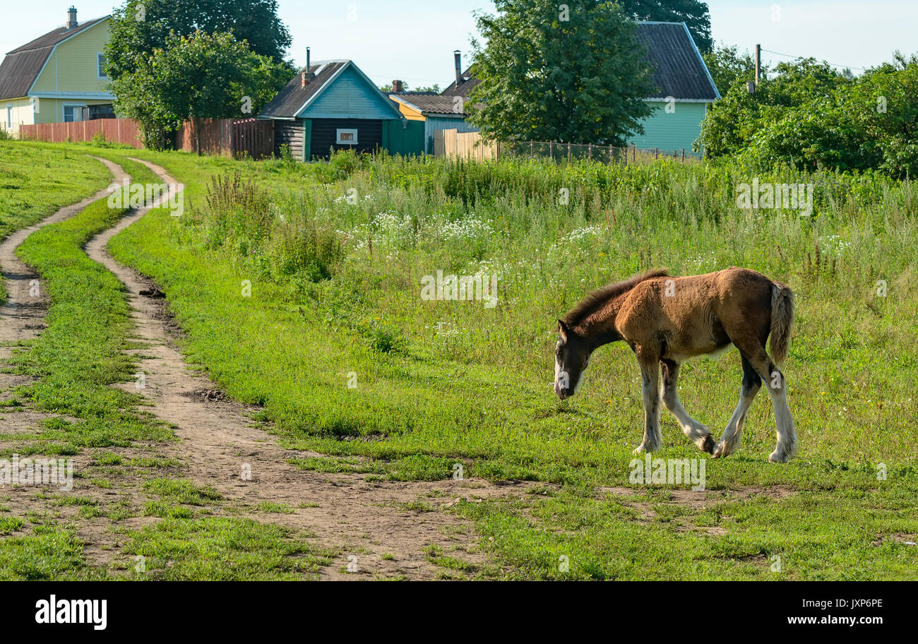 Horse on open pasture. Leningrad oblast Stock Photo - Alamy