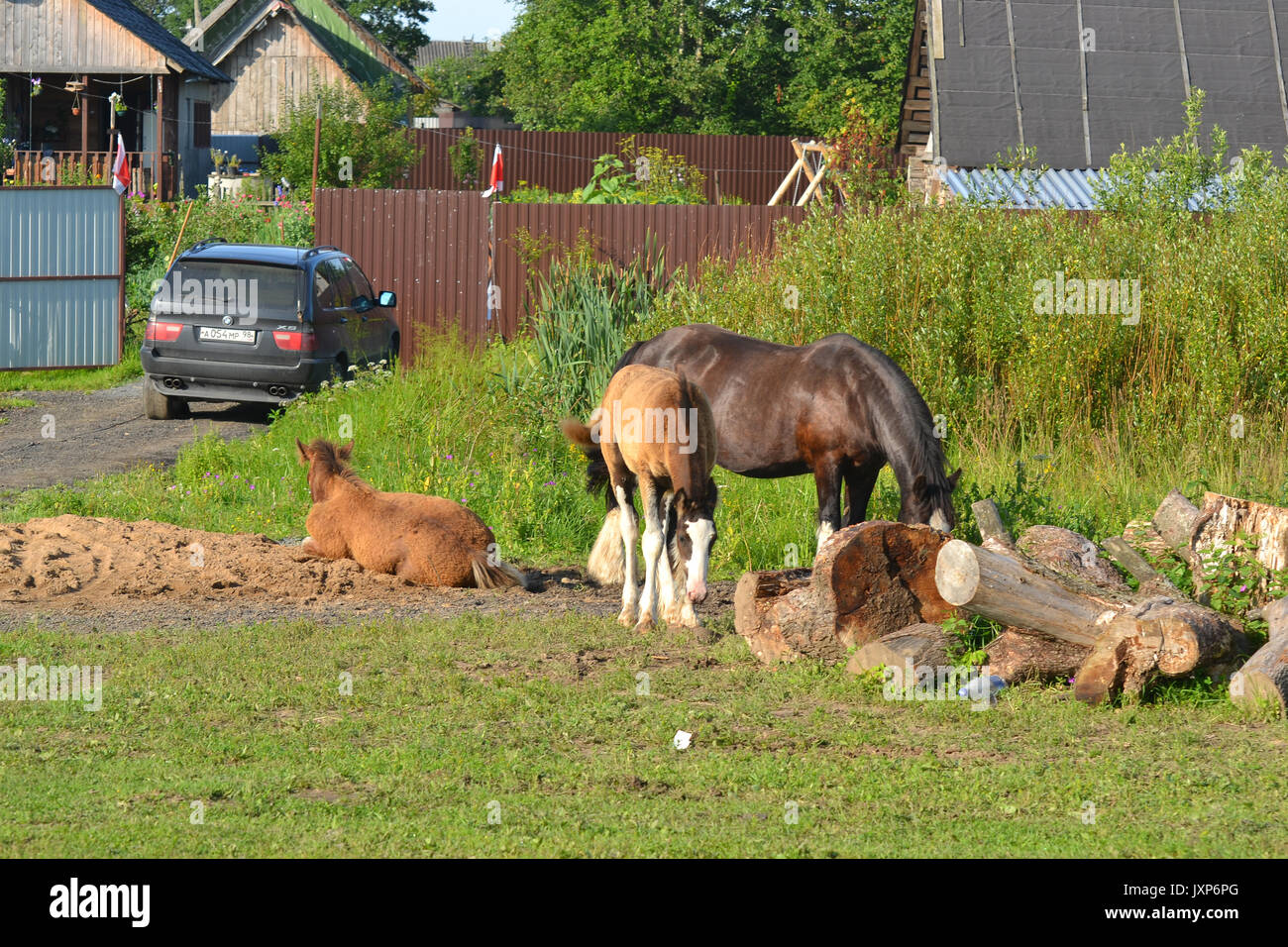 Horse on open pasture. Leningrad oblast Stock Photo - Alamy
