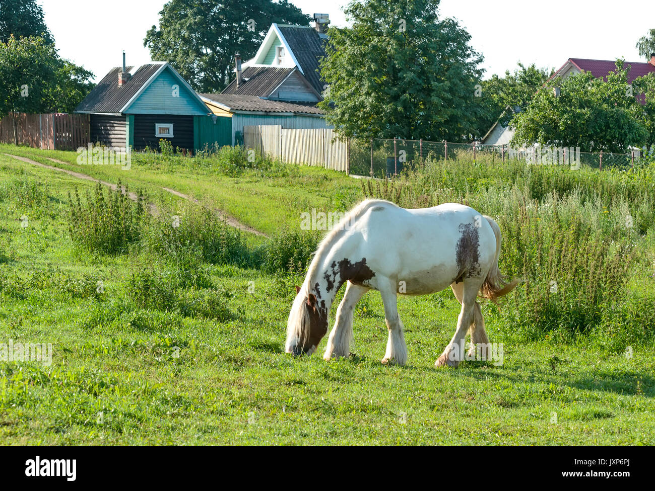Well maintained horse hi-res stock photography and images - Alamy