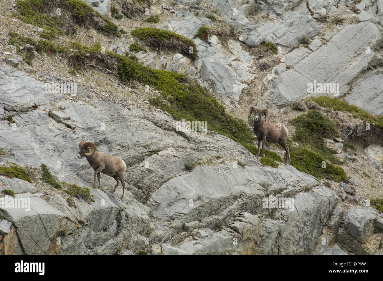 How Do Rams Climb High