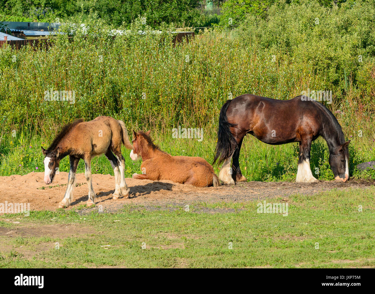 Horse on open pasture. Leningrad oblast Stock Photo - Alamy