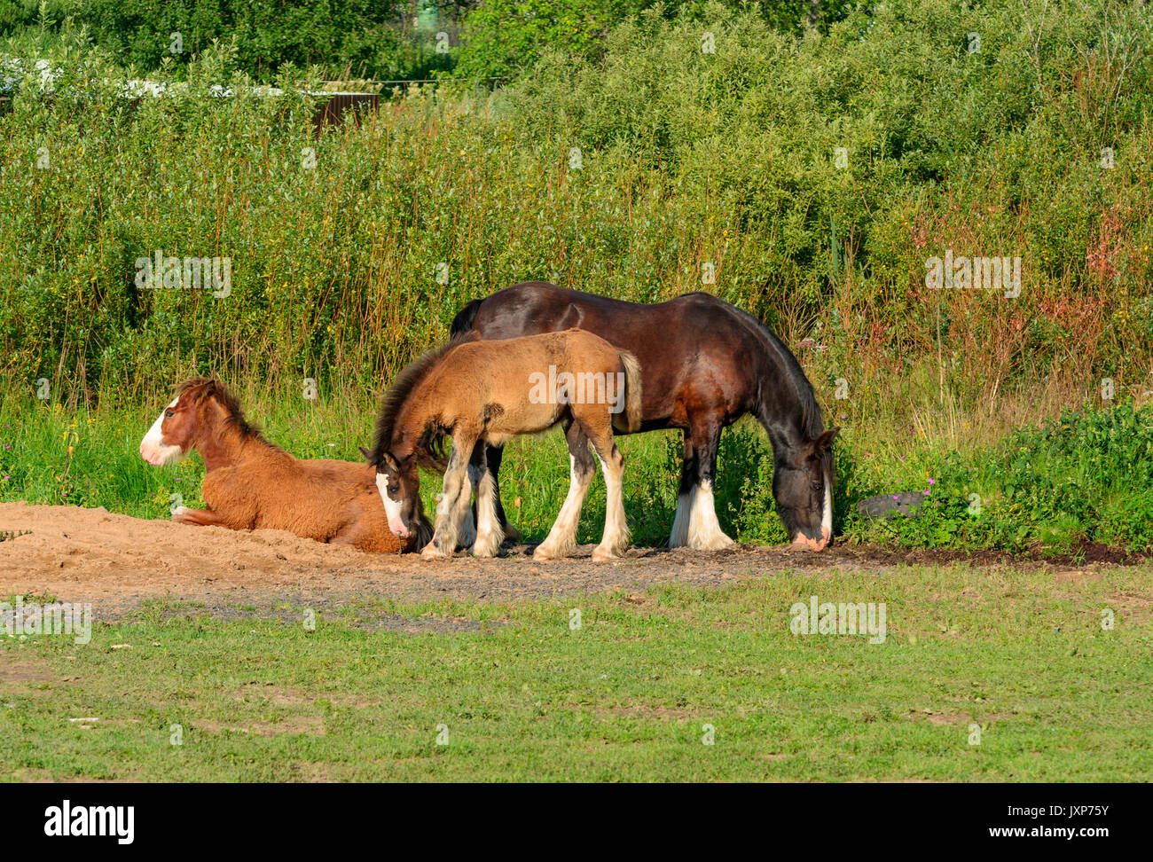 Well maintained horse hi-res stock photography and images - Alamy