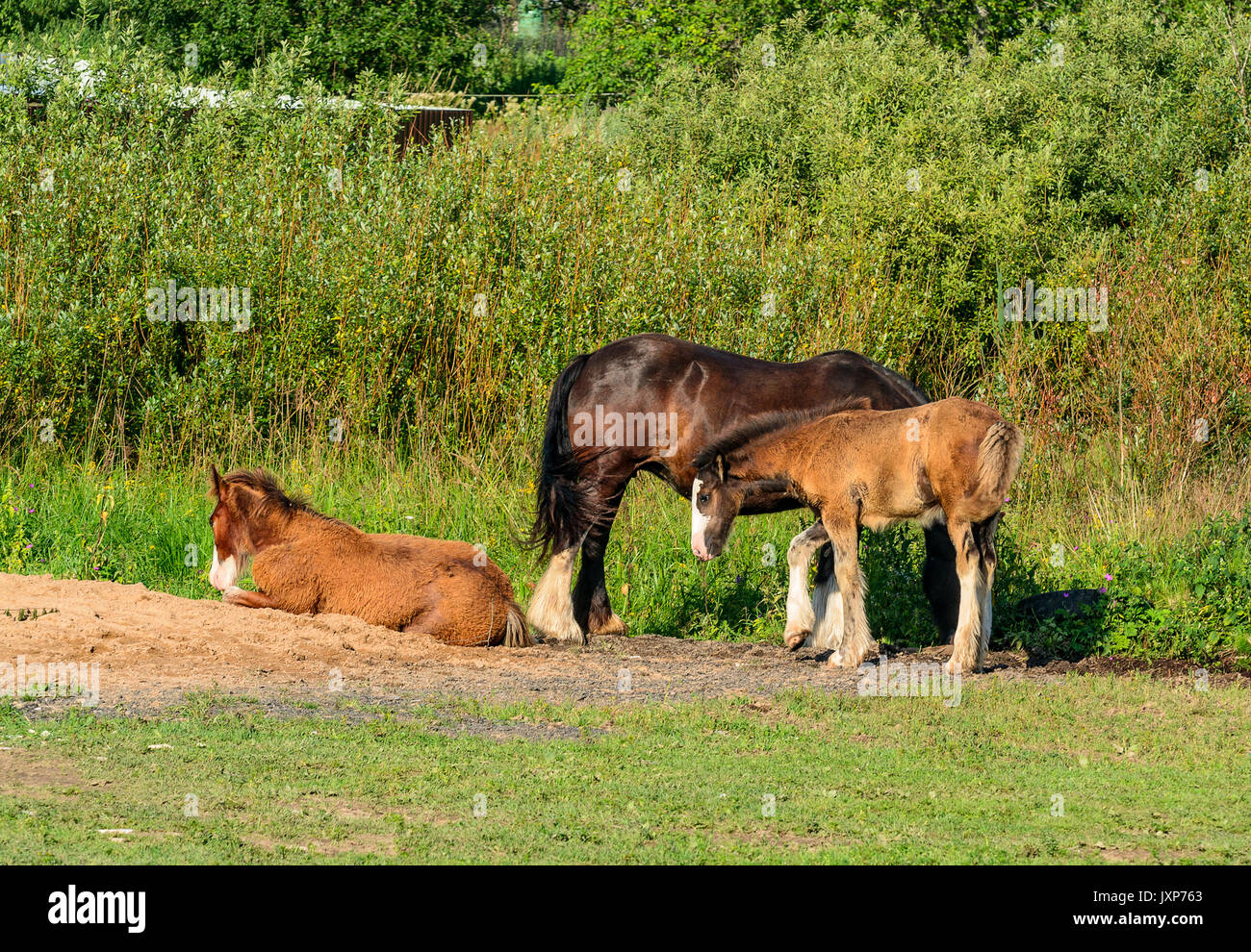 Well maintained horse hi-res stock photography and images - Alamy