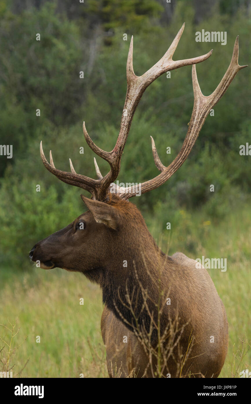 Bull Elk (Cervus canadensis) with large antlers feeding on vegetation ...