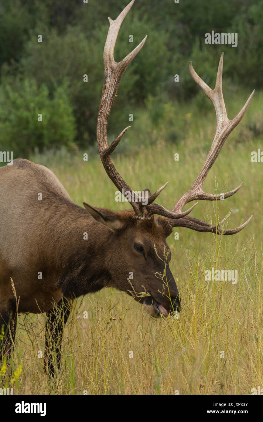 Bull Elk (Cervus canadensis) with large antlers feeding on vegetation ...