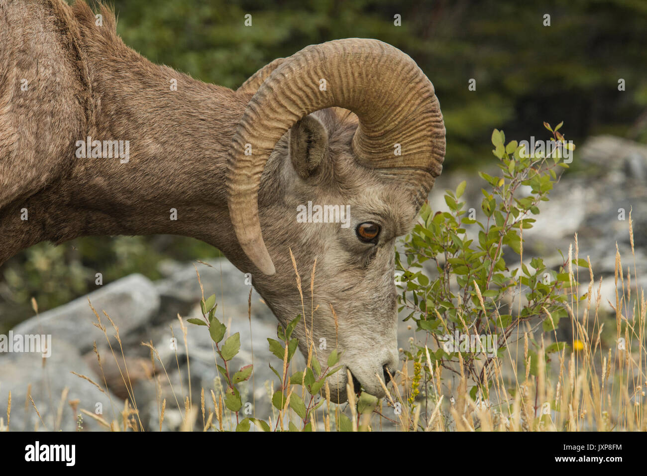Rocky Mountain Bighorn Sheep Ram (Ovis canadensis) feeding on ...