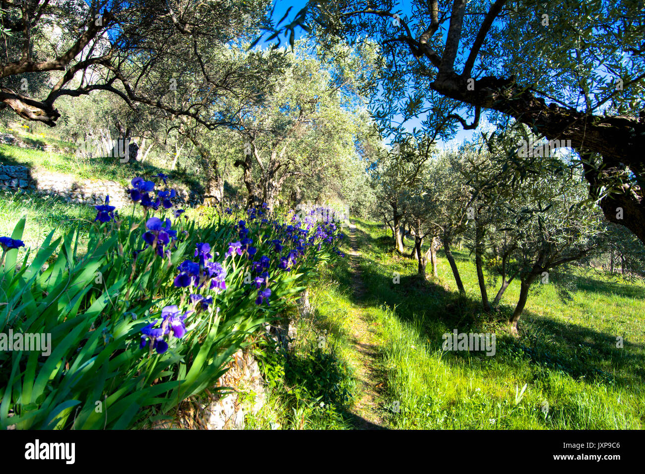 Idyllic path in an olive tree garden in Provence Stock Photo - Alamy