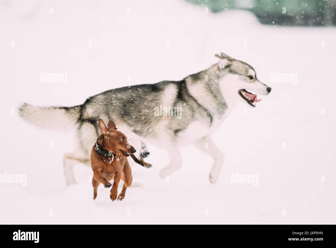 Two Funny Dogs Play Together. Funny Dog Red Brown Miniature Pinscher ...