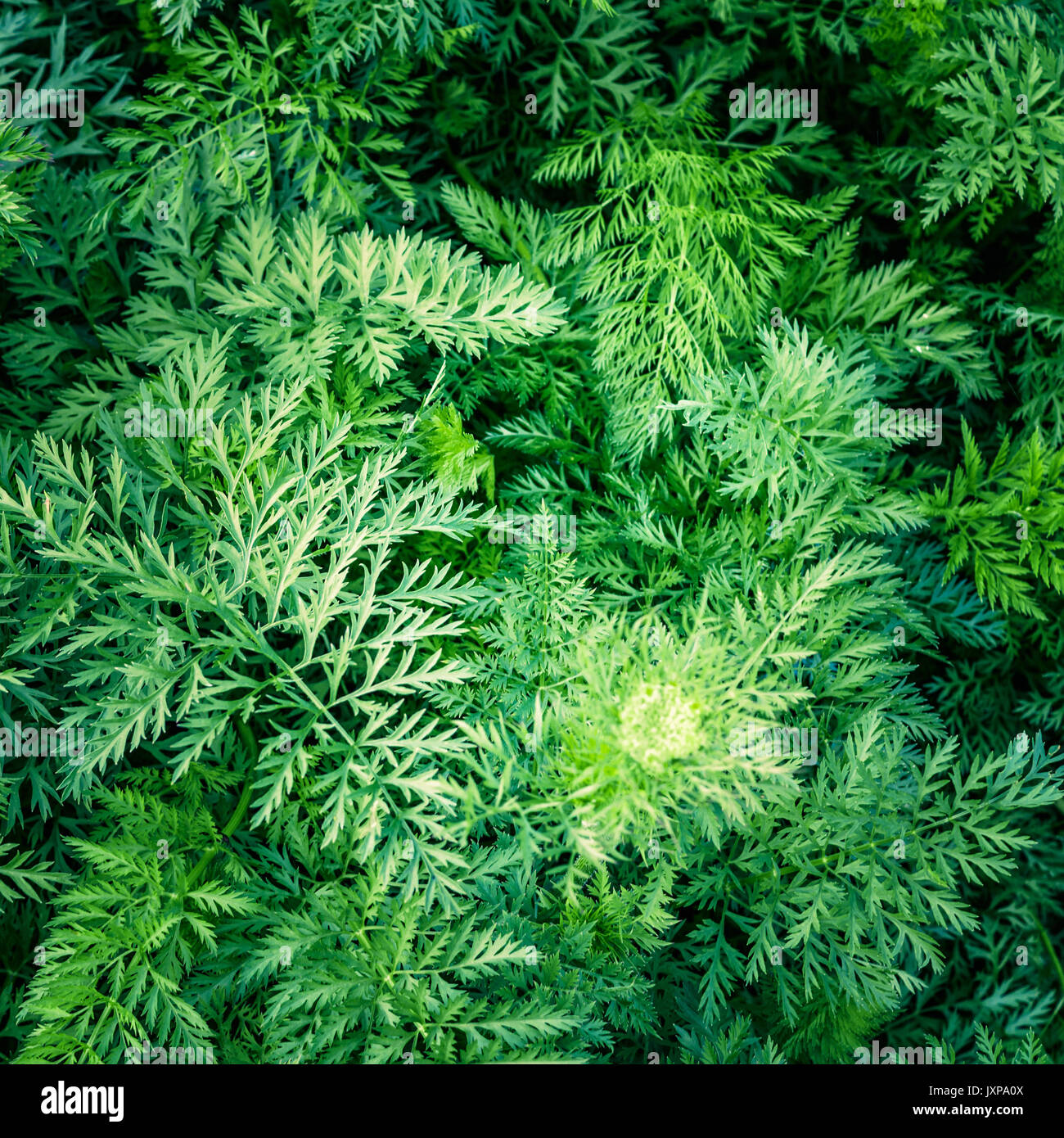 Crop leaves hi-res stock photography and images - Alamy