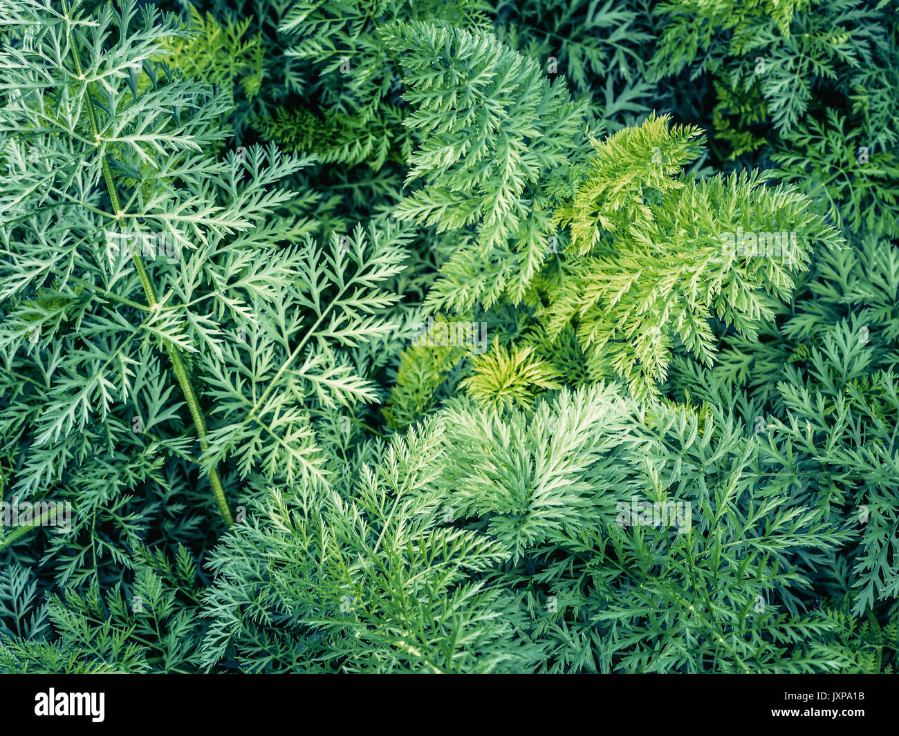 Cultivated for its leaves hi-res stock photography and images - Alamy