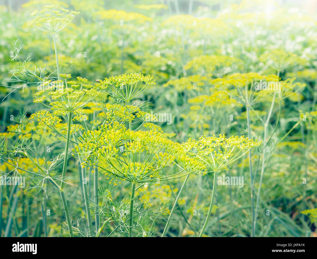 Fennel seed hi-res stock photography and images - Alamy