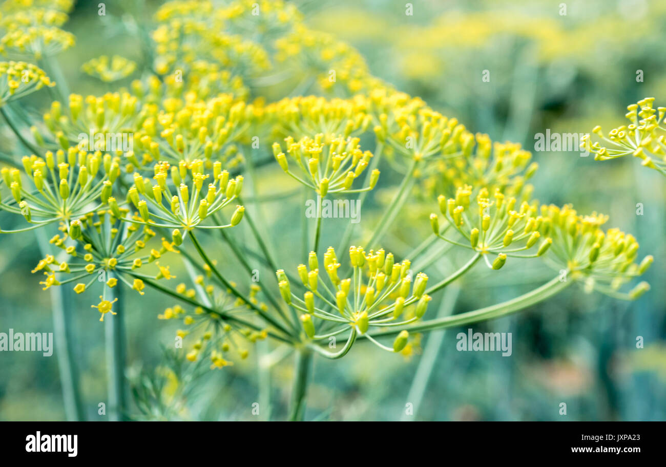 Fennel seed blossom Stock Photo - Alamy