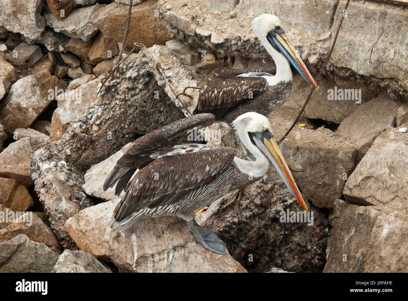 Birds - The Peruvian Pelican - Pelecanus Thagus - South America Stock ...