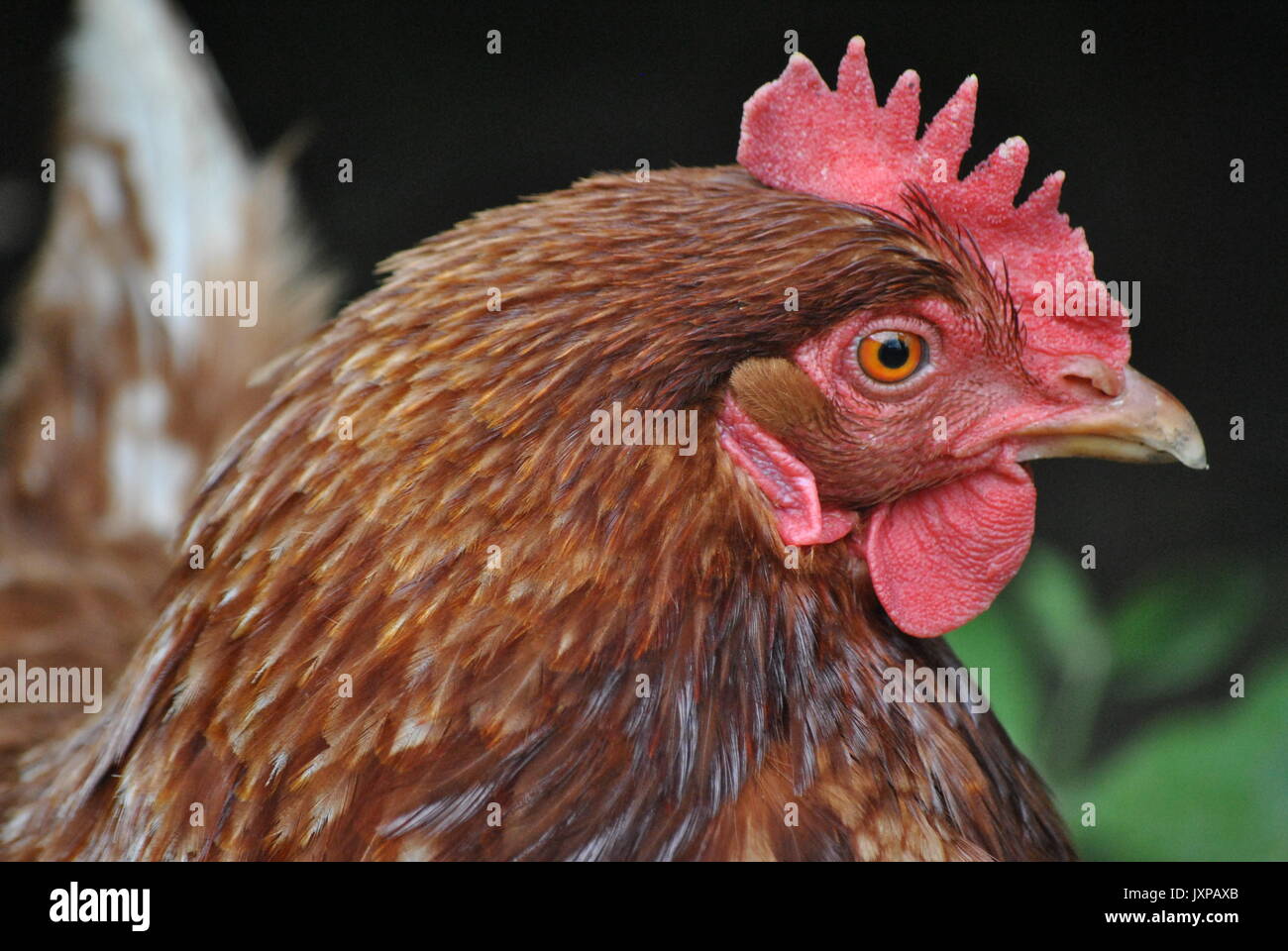 Chicken Close Up Face Stock Photos & Chicken Close Up Face Stock Images ...