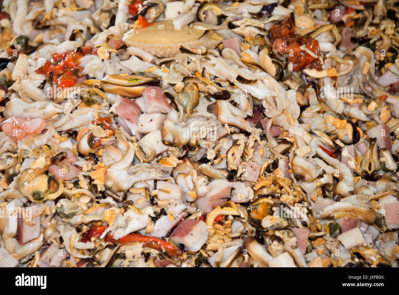 Pyura Chilensis Babies