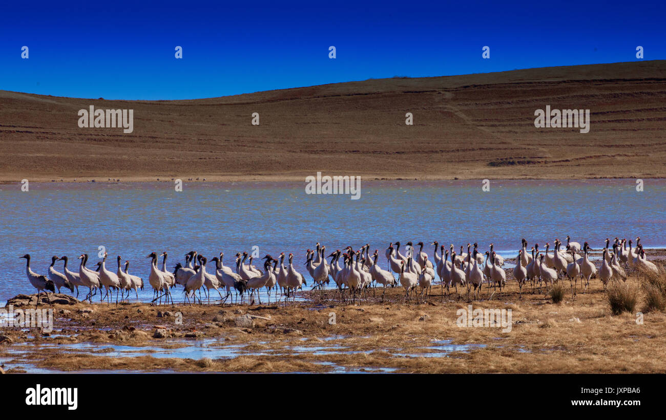 The black necked Crane Nature Reserve of Nian lake Huize County,Yunnan ...