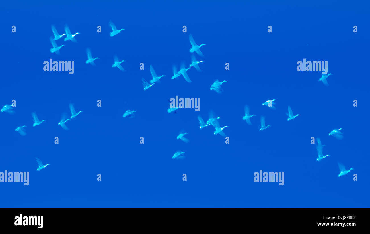 The black necked Crane Nature Reserve of Nian lake Huize County,Yunnan ...