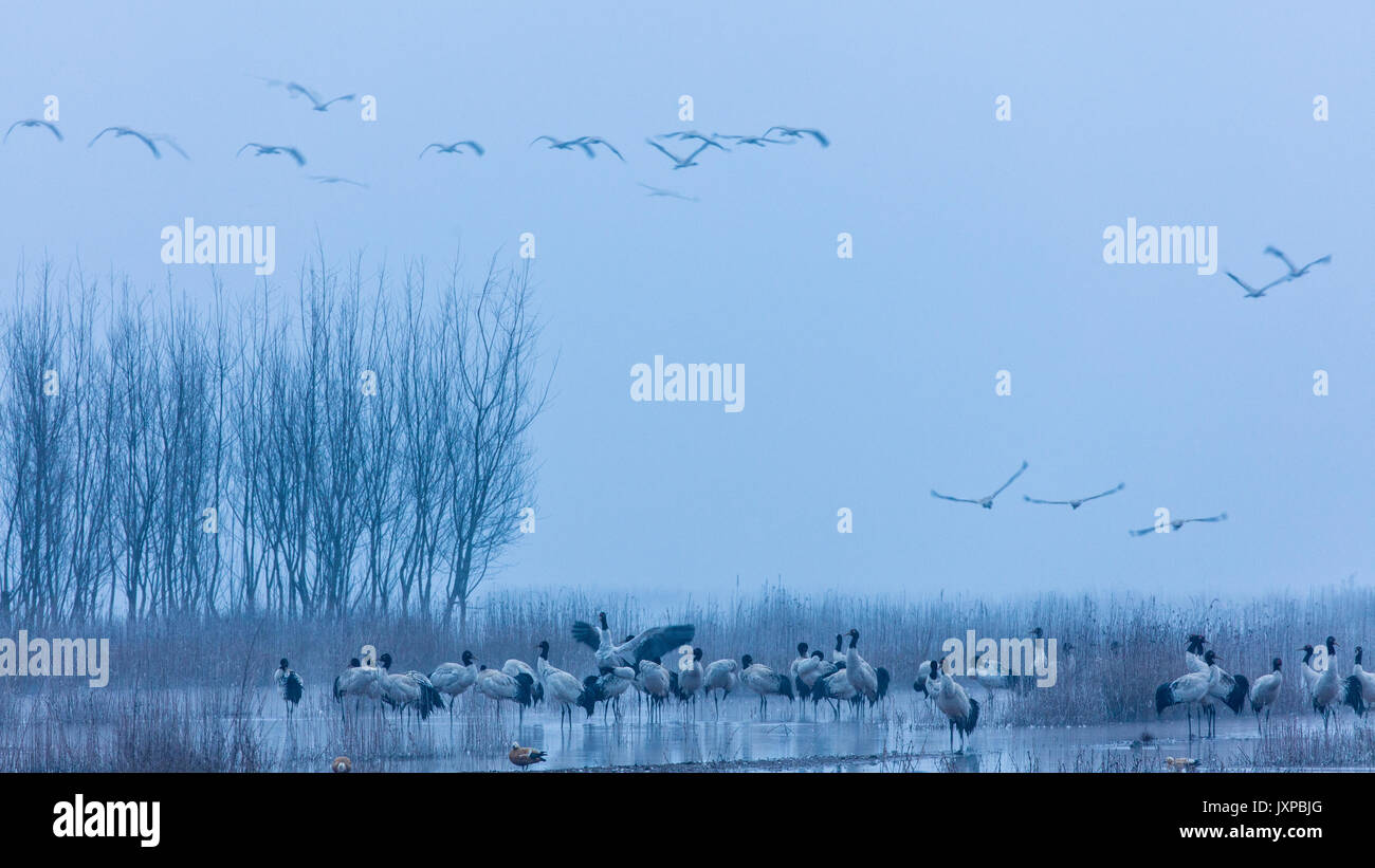 The black necked Crane Nature Reserve of Nian lake Huize County,Yunnan ...