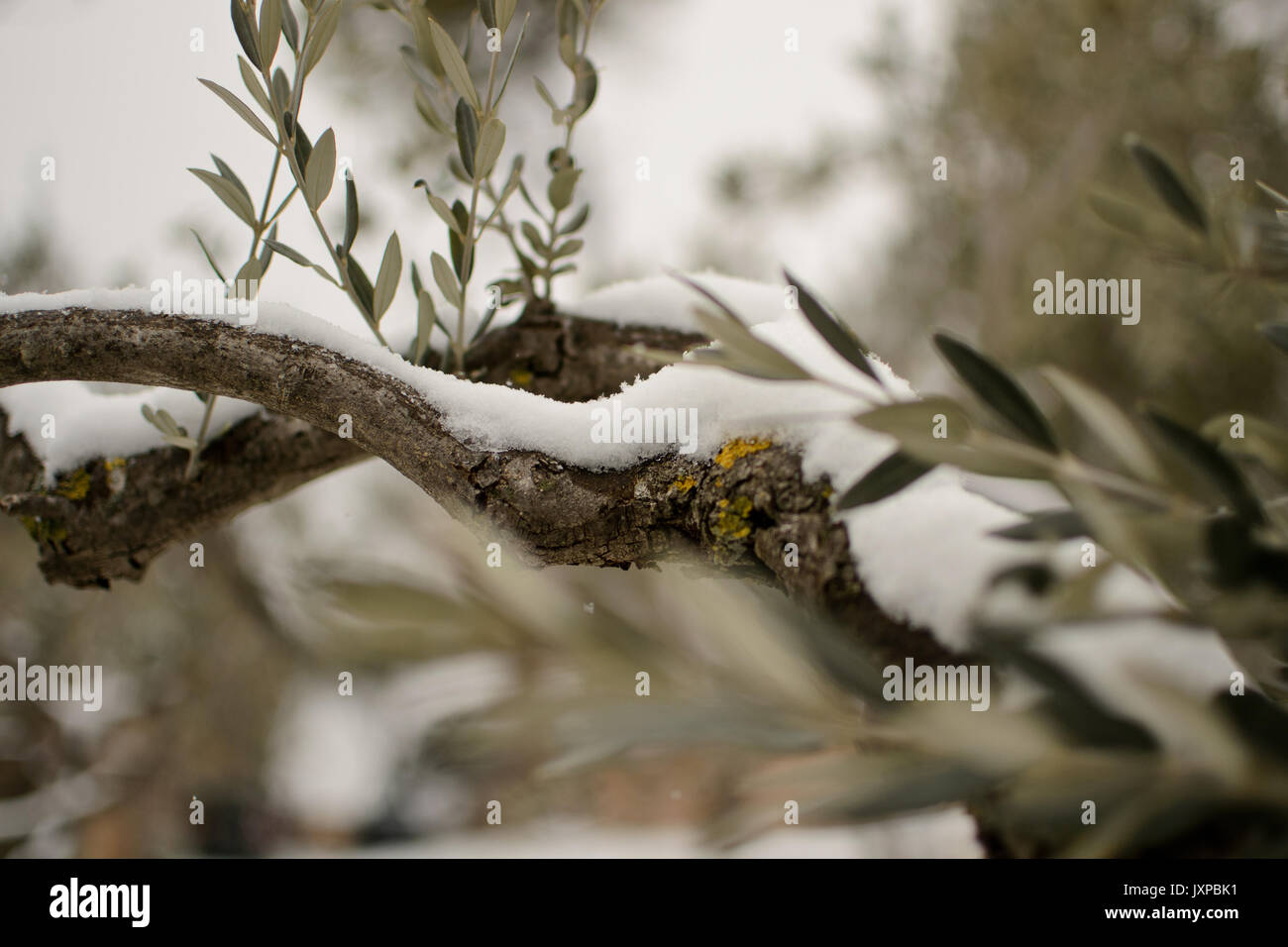Close up view of an olive tree branch with snow. Landscape format Stock ...