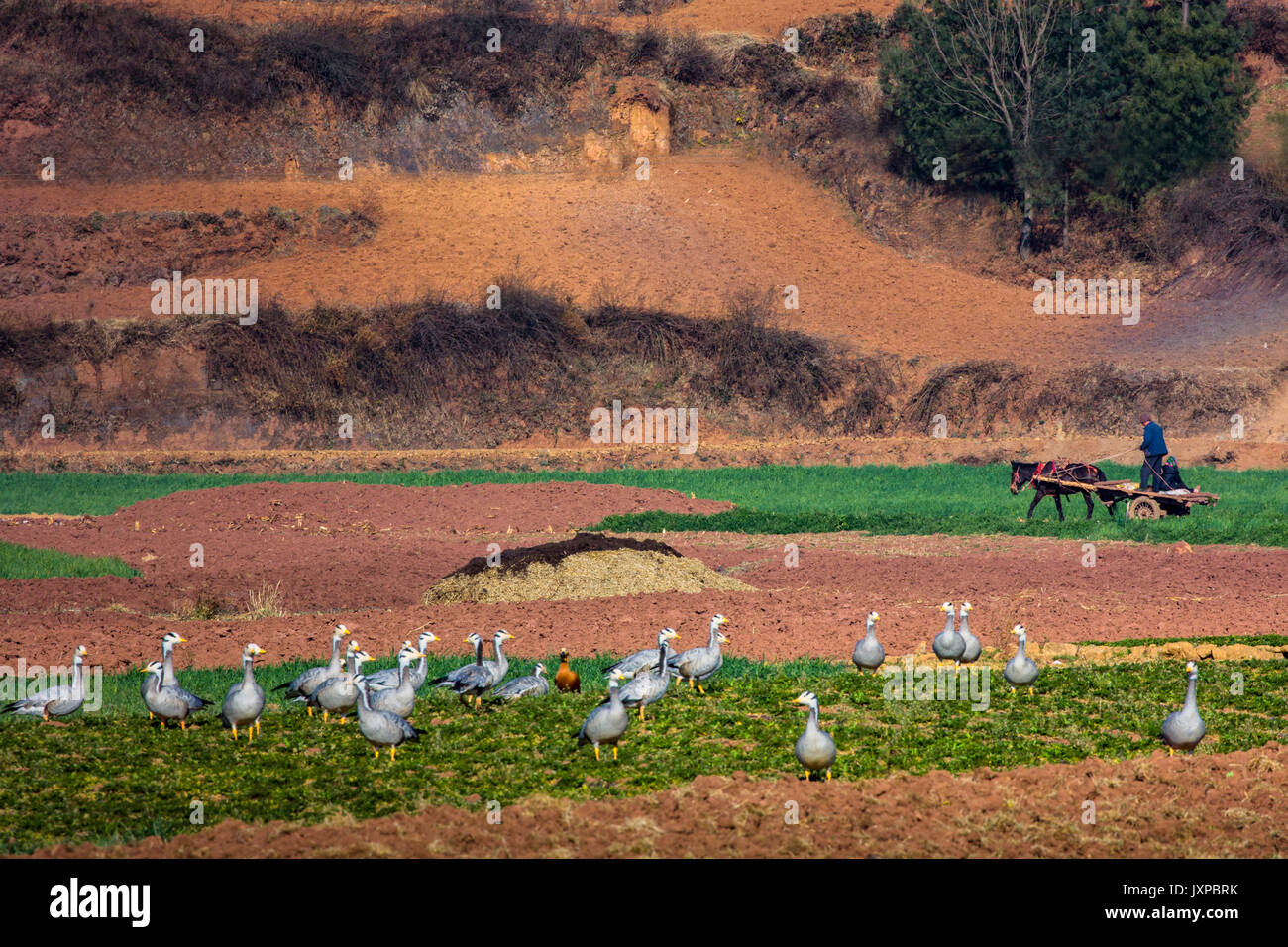 The black necked Crane Nature Reserve of Nian lake Huize County,Yunnan ...