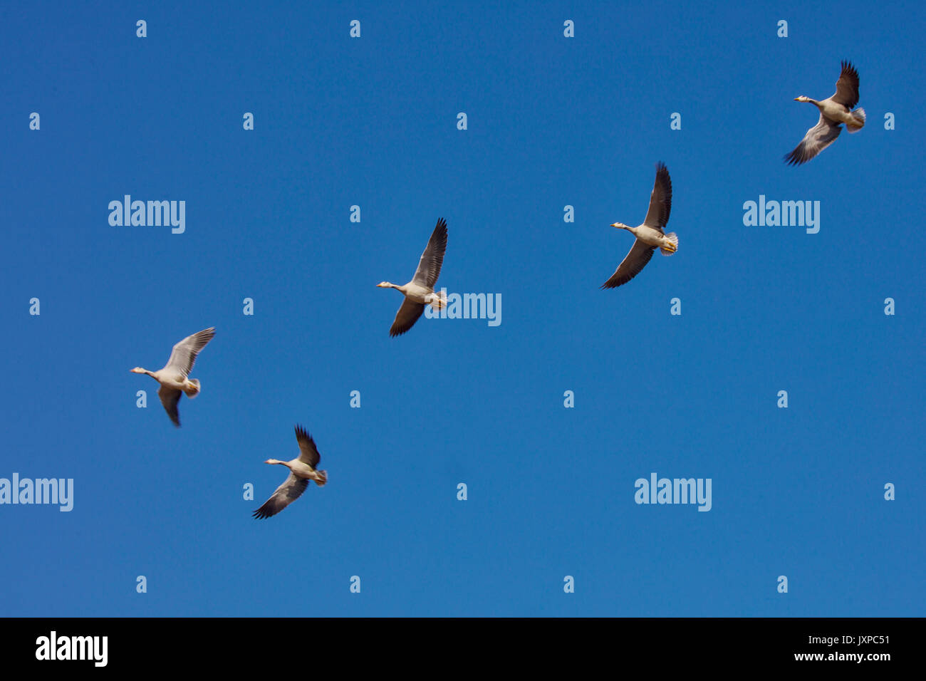 The black necked Crane Nature Reserve of Nian lake Huize County,Yunnan ...