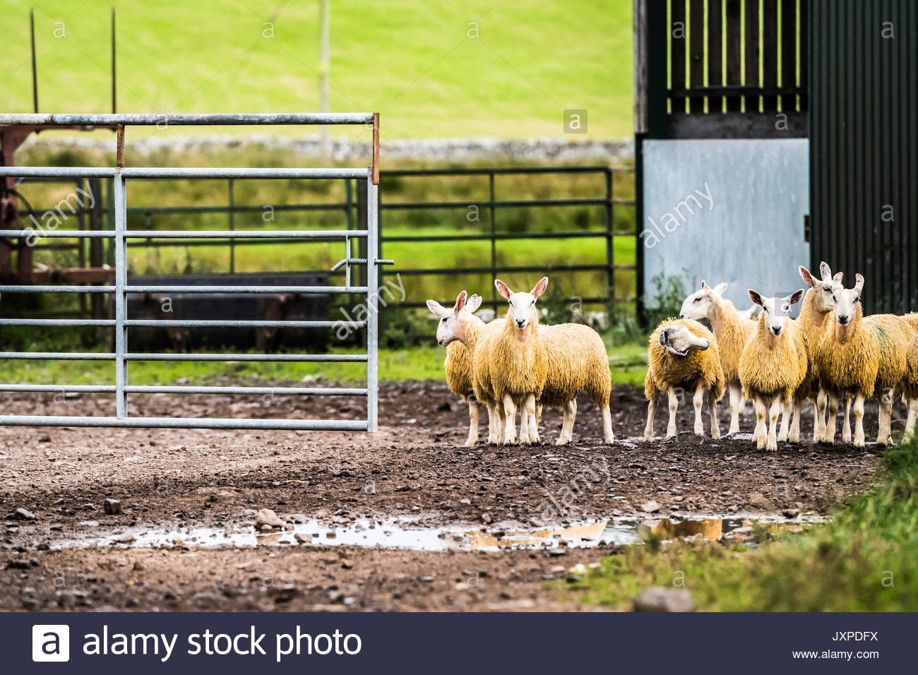 Sheep Dye High Resolution Stock Photography and Images - Alamy