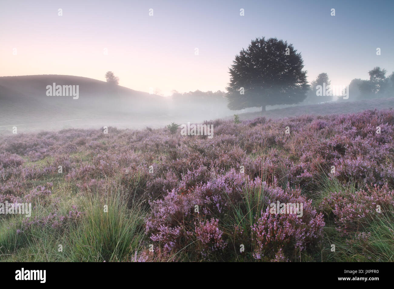 Flowers in the fog hi-res stock photography and images - Alamy