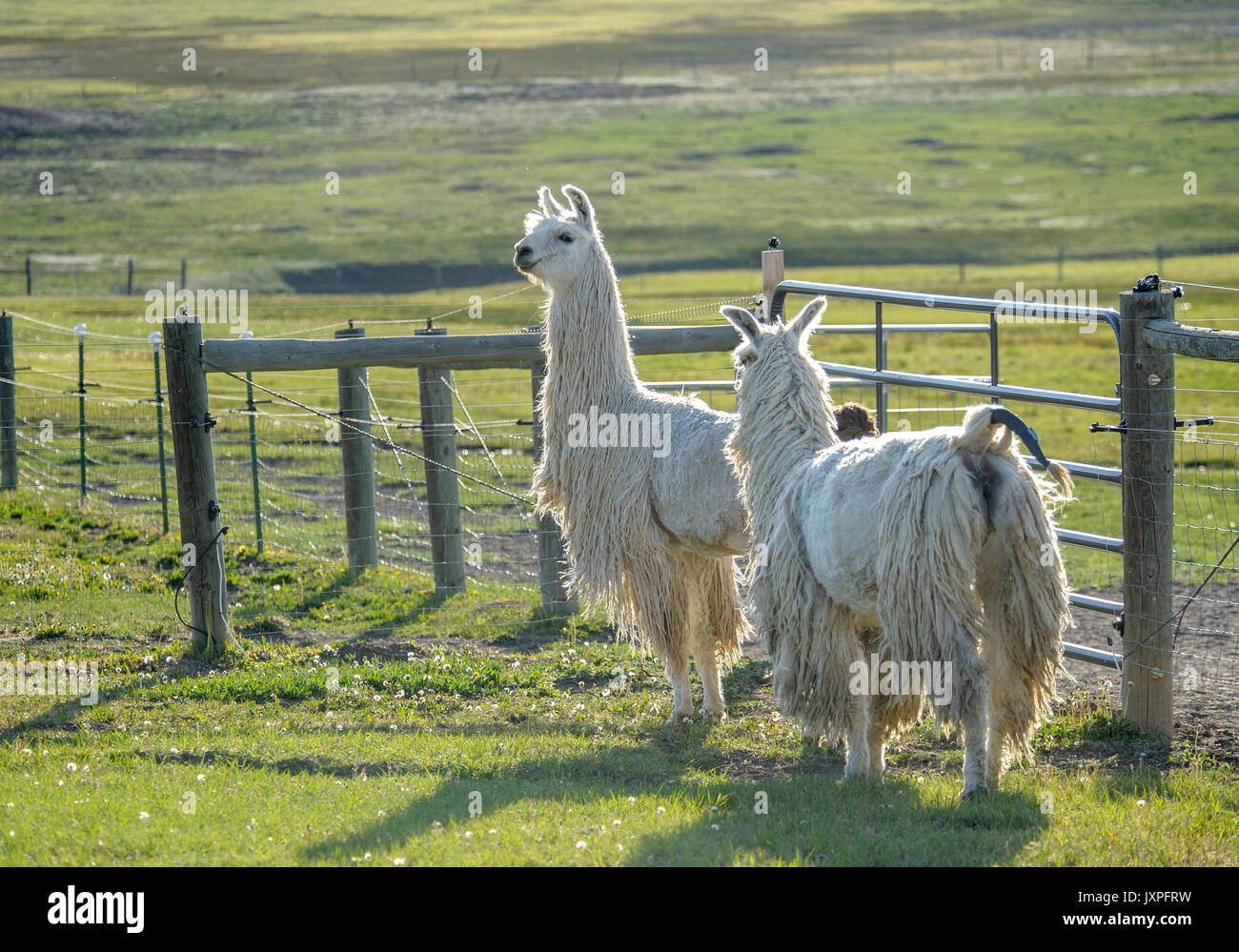 Pair of llama in grass pasture Stock Photo - Alamy