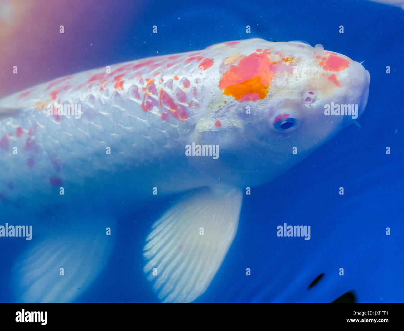Pretty tropical fish hi-res stock photography and images - Alamy