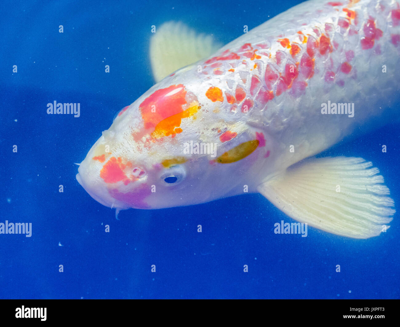 Koi fish hi-res stock photography and images - Alamy