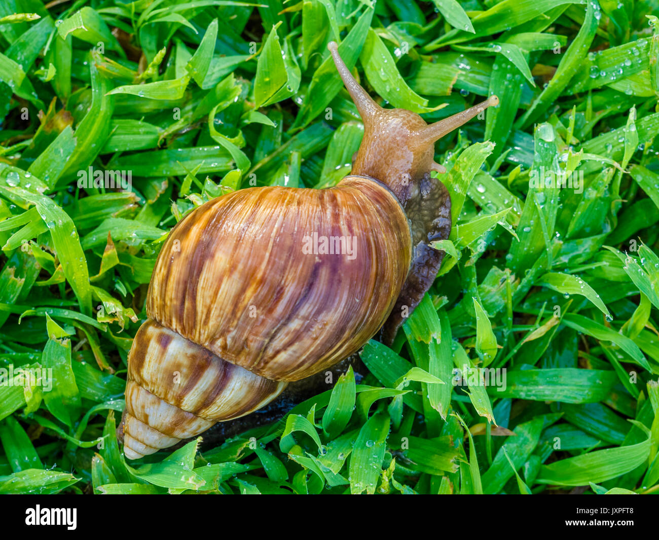 Snail in Kauai Hawaii Stock Photo - Alamy