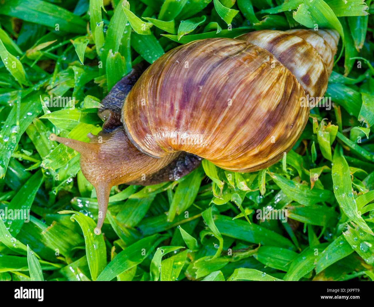 Snail in Kauai Hawaii Stock Photo - Alamy