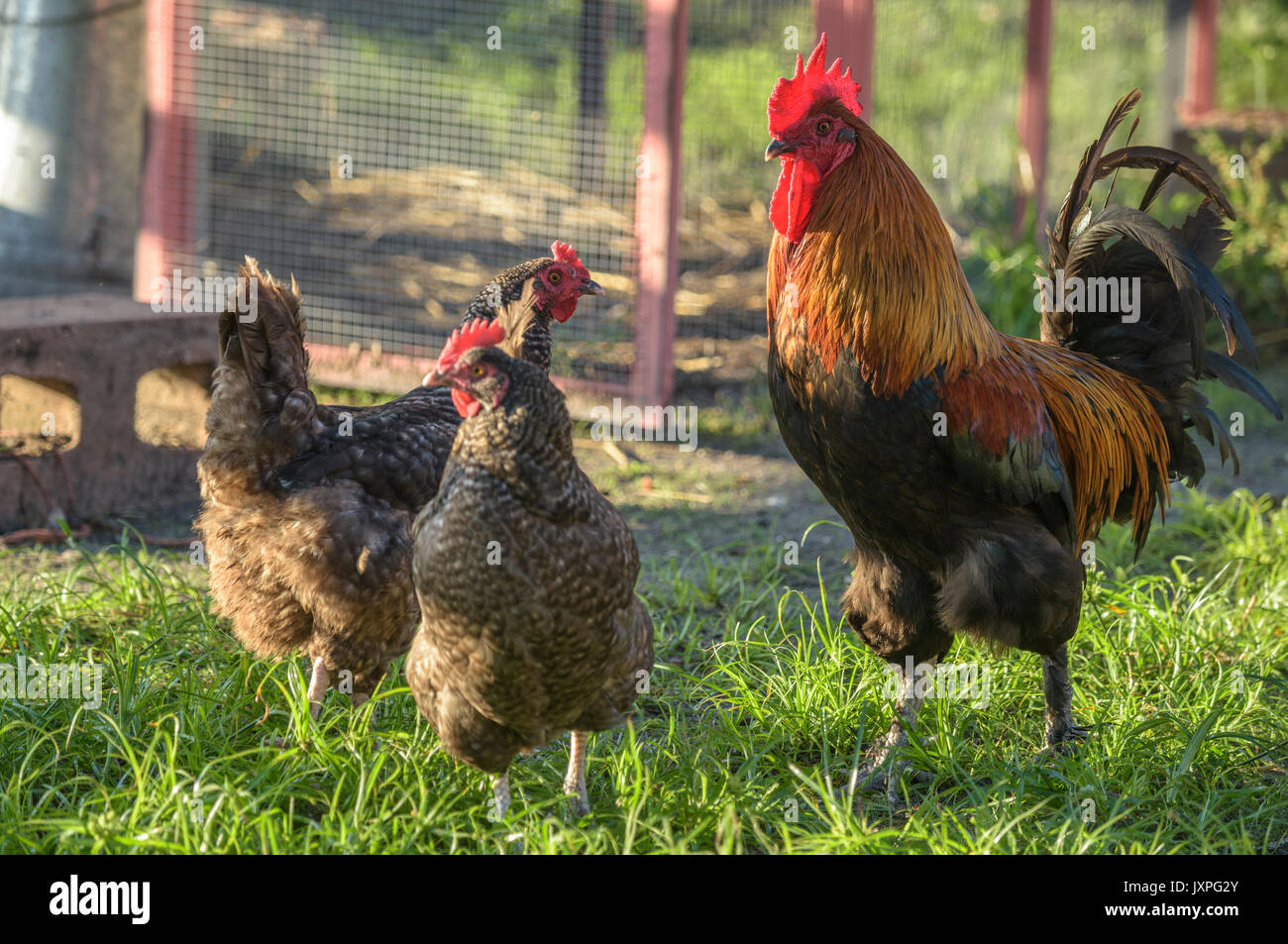 Copper Red rooster and hens in chicken coop Stock Photo - Alamy