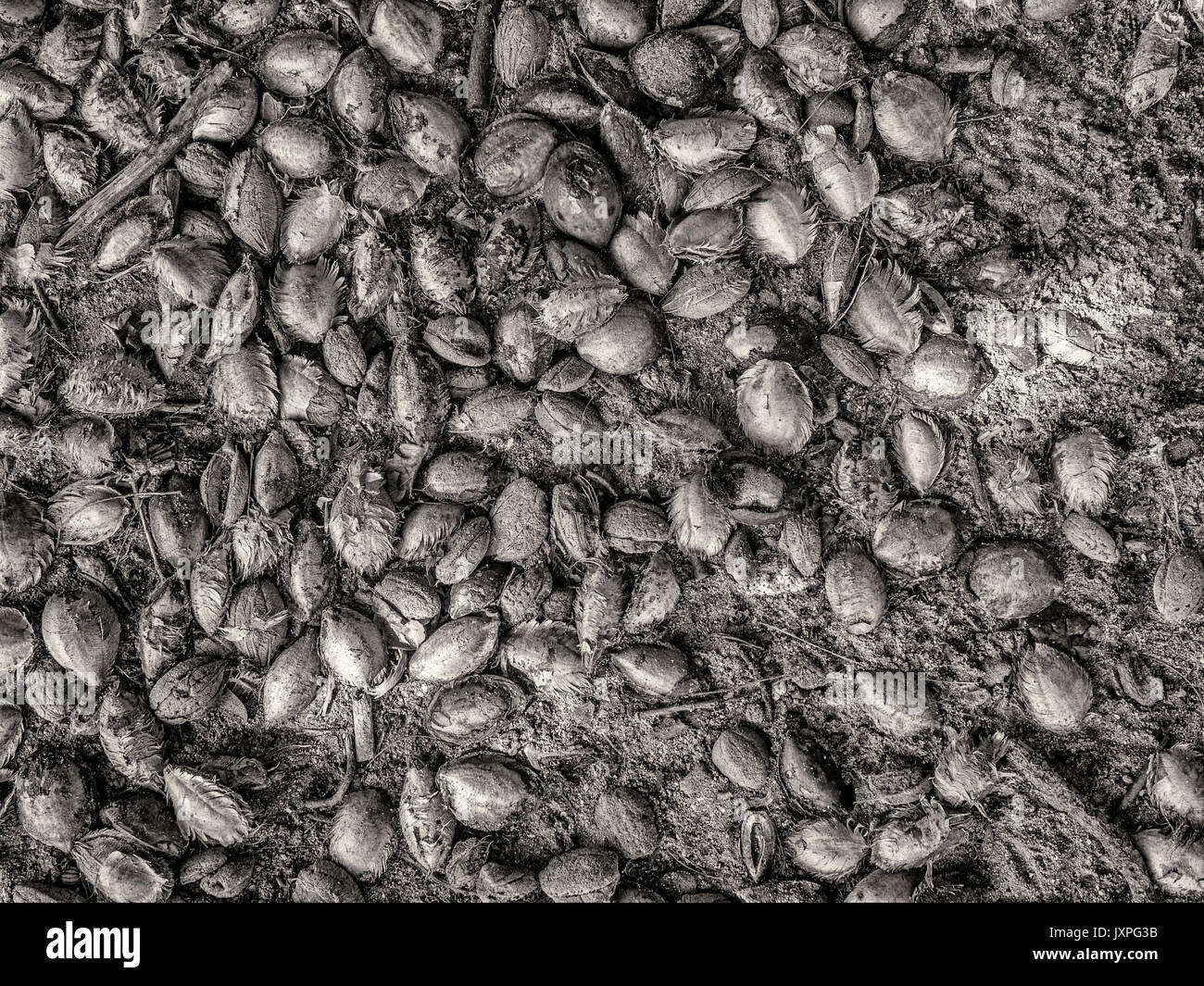Fallen palm husks on Kauai Stock Photo - Alamy