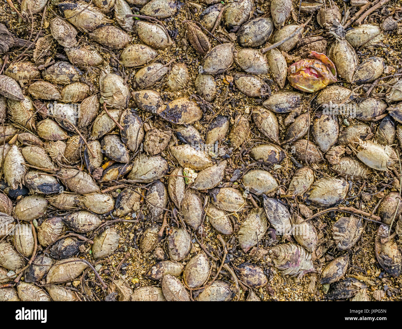 Fallen palm husks on Kauai Stock Photo - Alamy