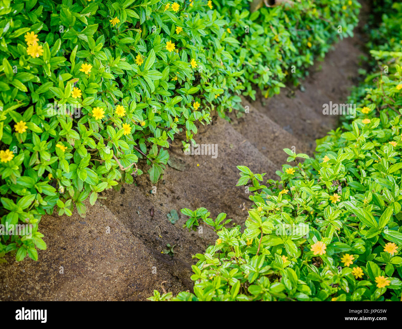 Pathway to ocean hi-res stock photography and images - Alamy