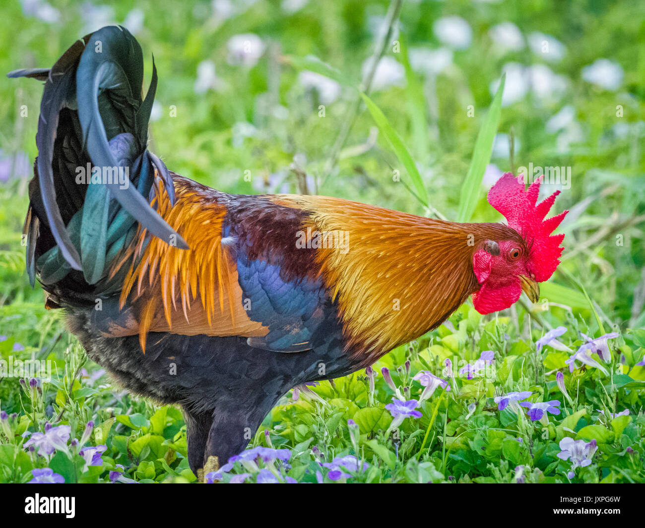 Kauai feral chicken Stock Photo - Alamy