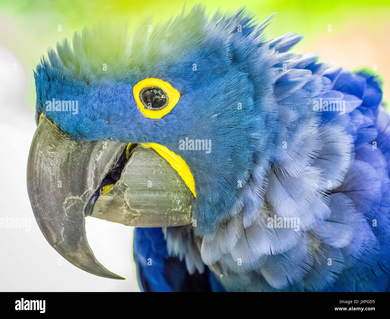 Parrot on Kauai Stock Photo - Alamy