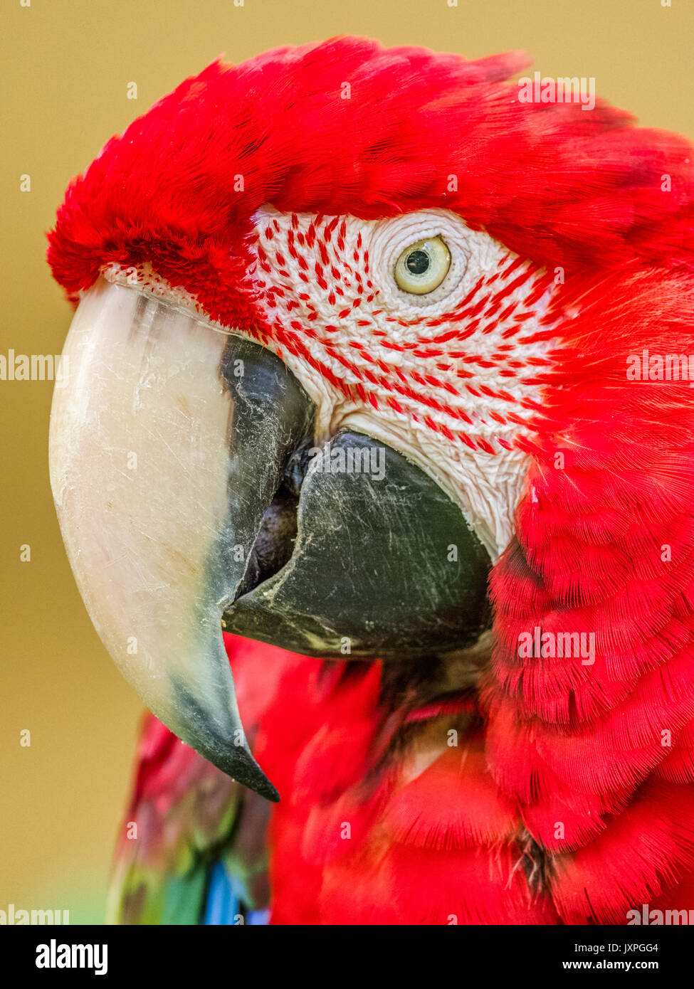 Parrot on Kauai Stock Photo - Alamy
