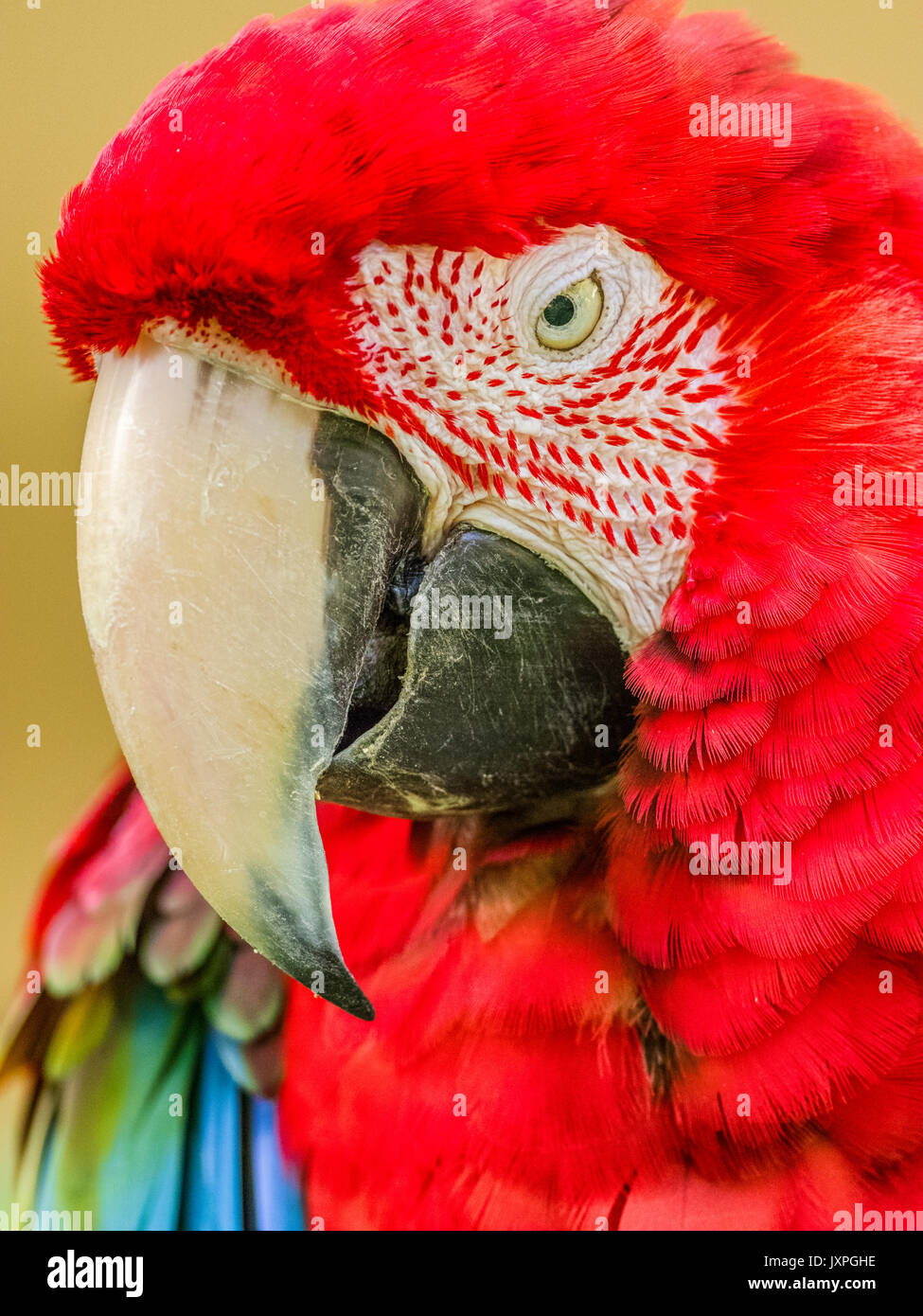 Parrot jungle island usa hi-res stock photography and images - Alamy