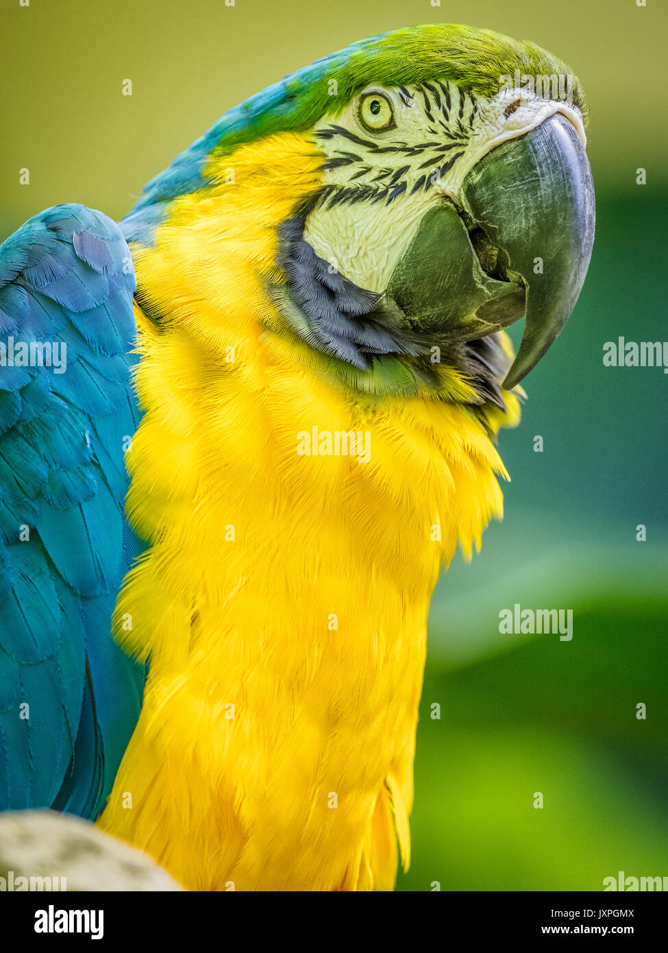 Parrot on Kauai Stock Photo - Alamy