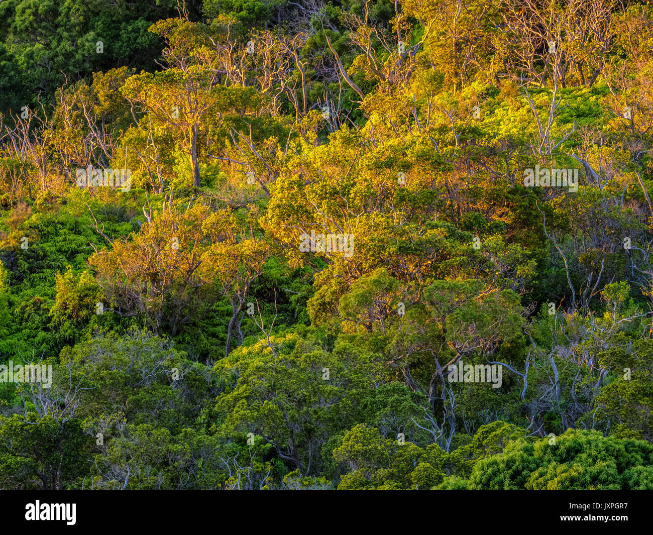 Rain forest canopy on Kauai Stock Photo - Alamy