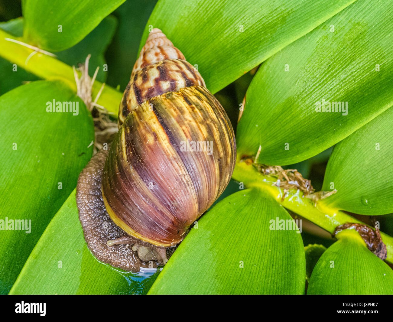 Snail on Kauai Stock Photo - Alamy