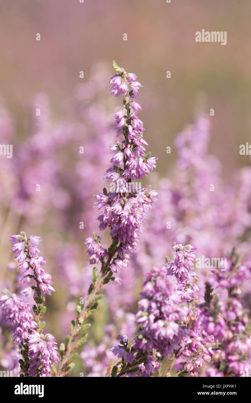Heather or ling hi-res stock photography and images - Alamy
