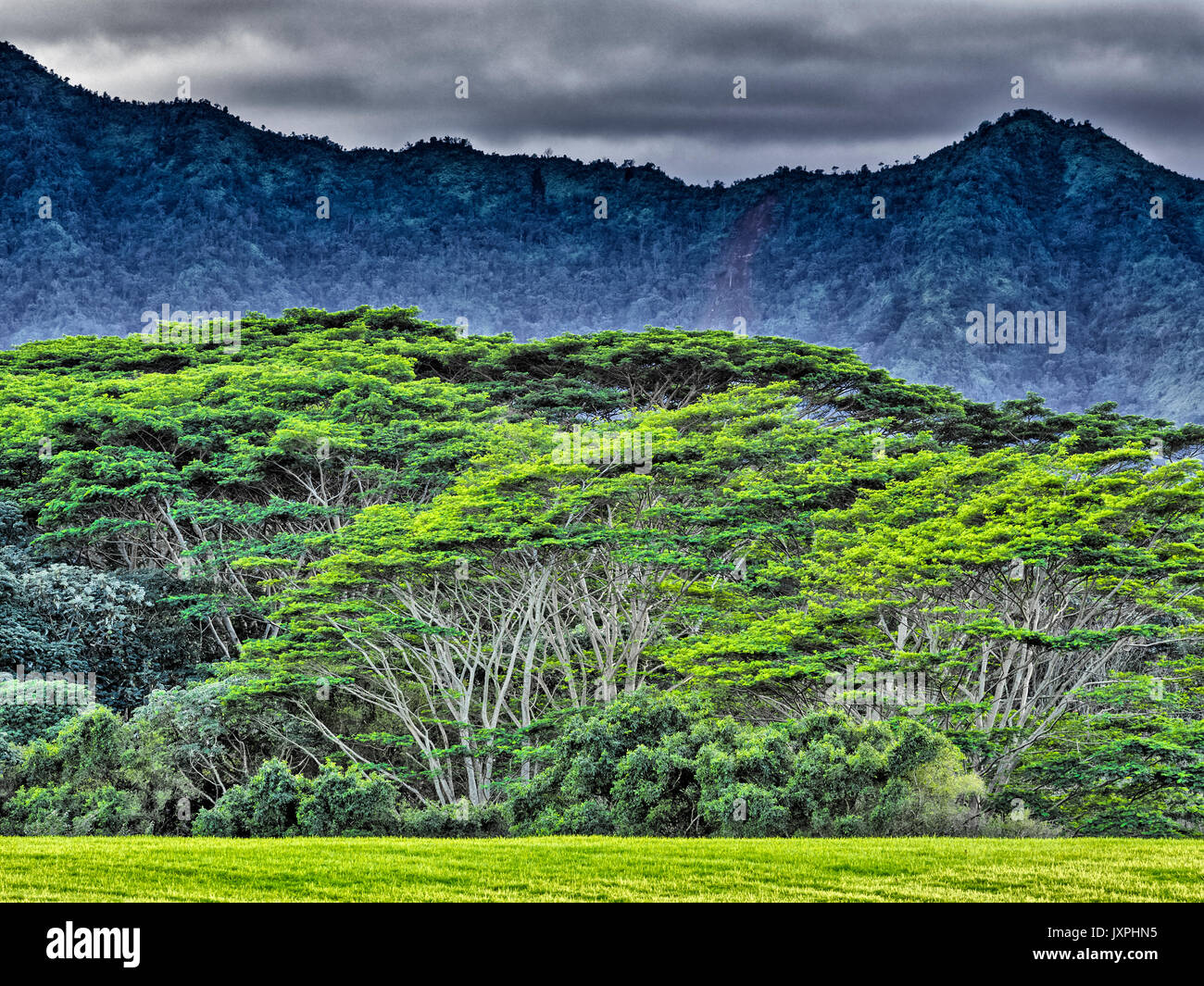 Rain forest canopy on Kauai Stock Photo - Alamy
